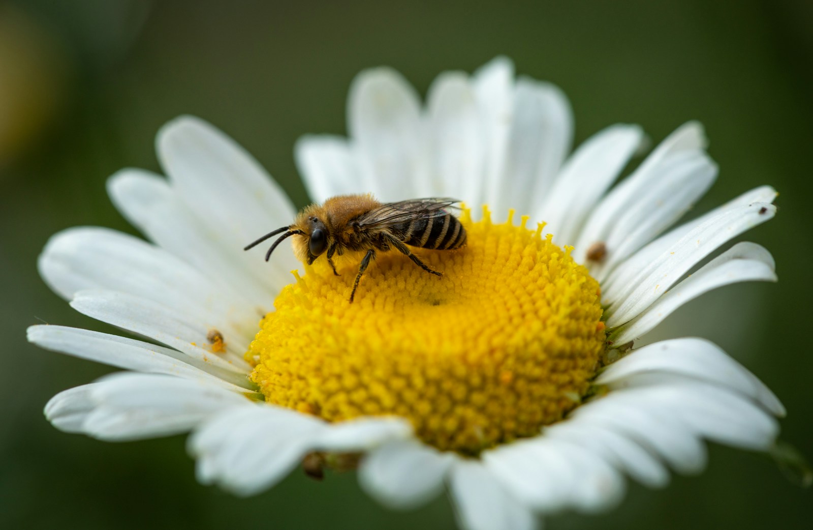 Daisy Ridley Takes on MMA Role in 'Killa Bee' – A New Action Flick ...