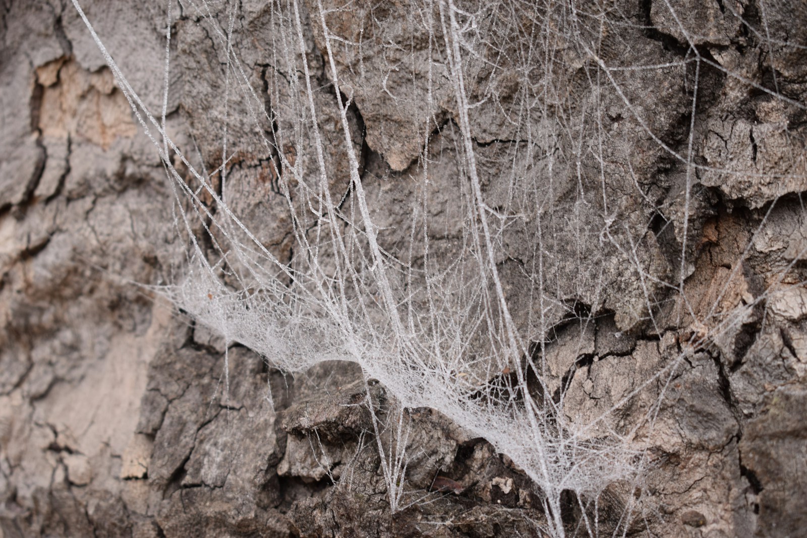 Giant Spider Web Discovered on Greece-Albania Border | BackZee