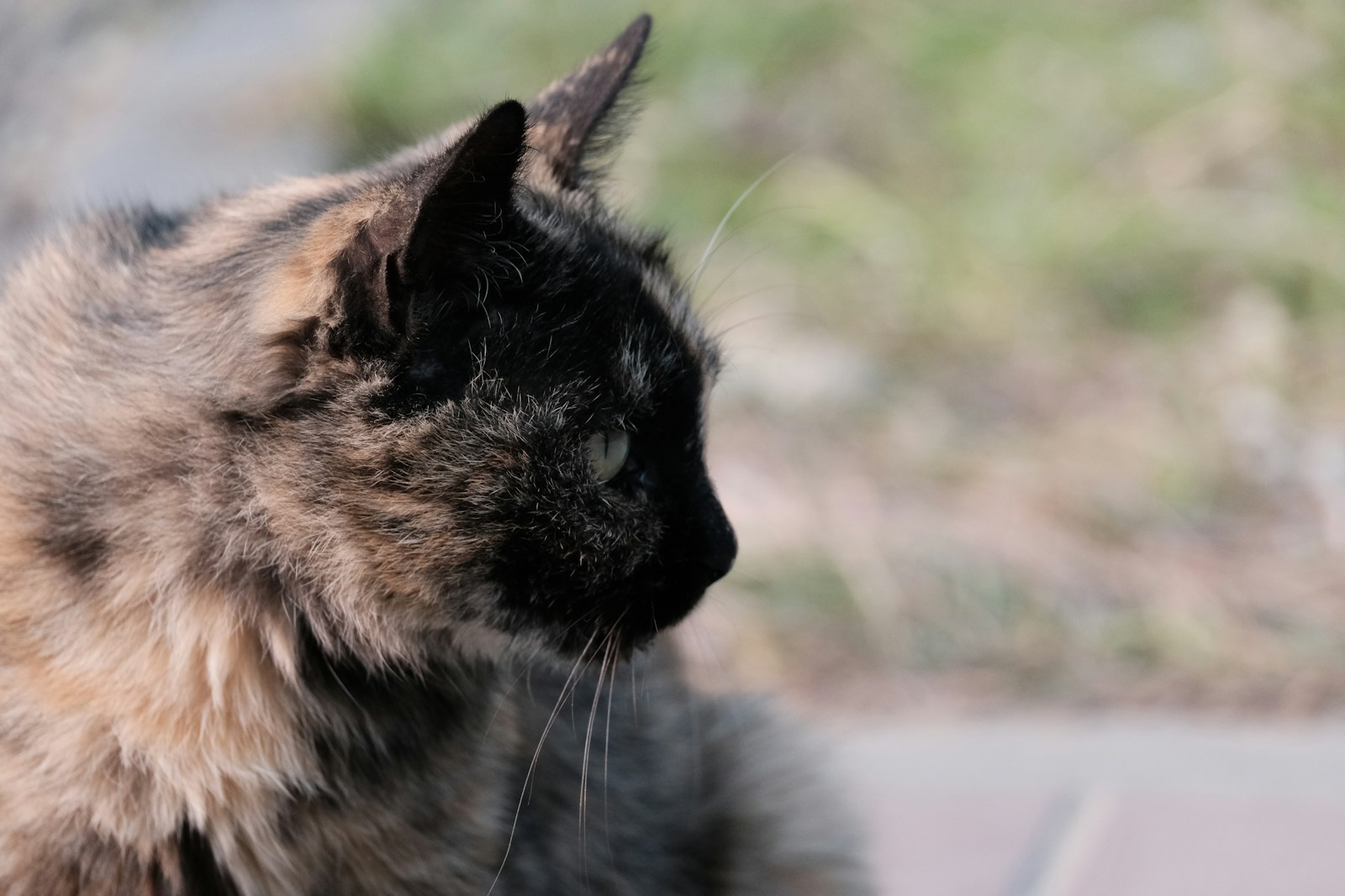 Documentary Series on Larry the Cat, UK Prime Minister's Feline Star ...