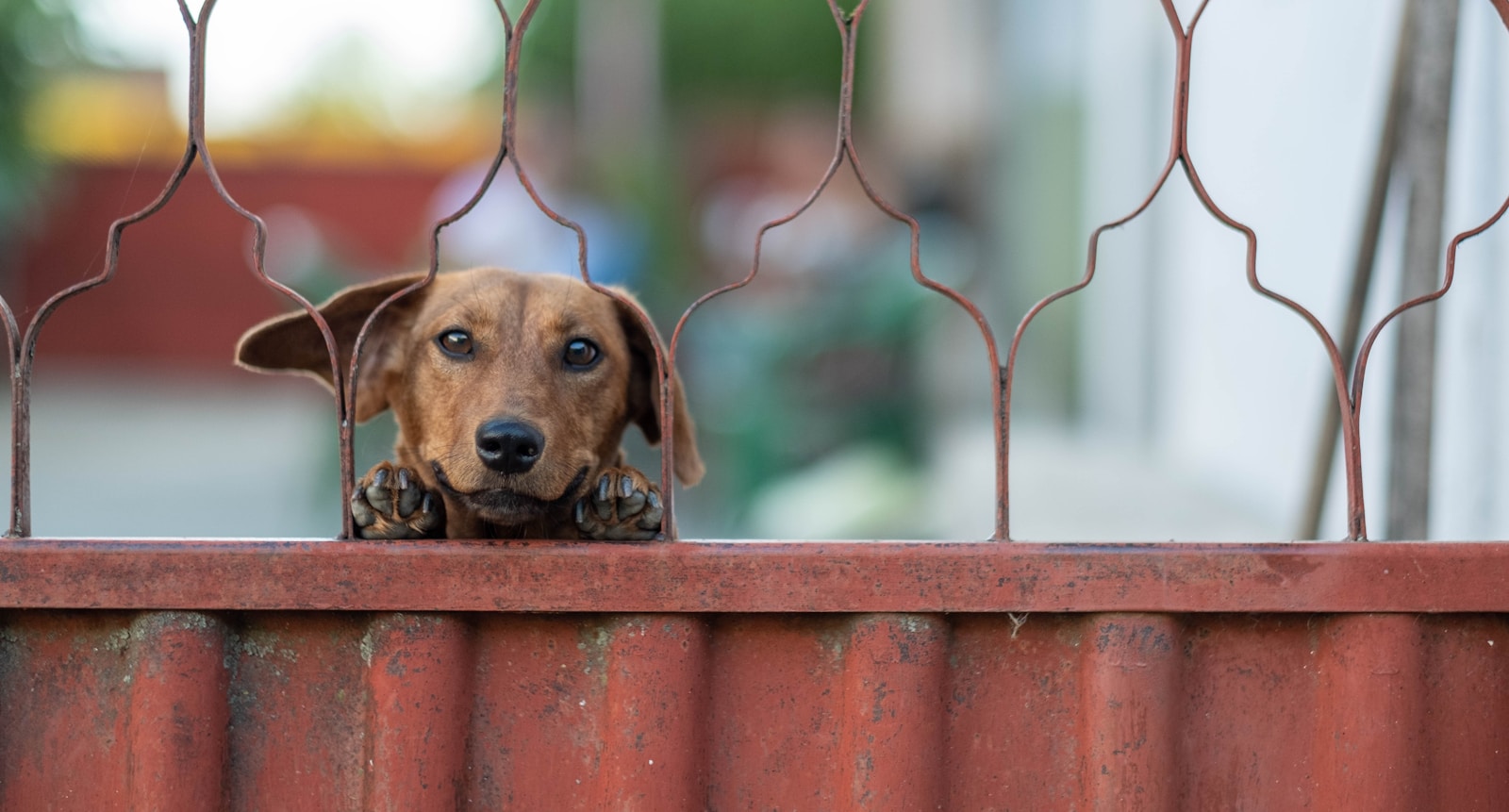Moscow's Dog Shelter Faces Demolition for Tramway Expansion | BackZee