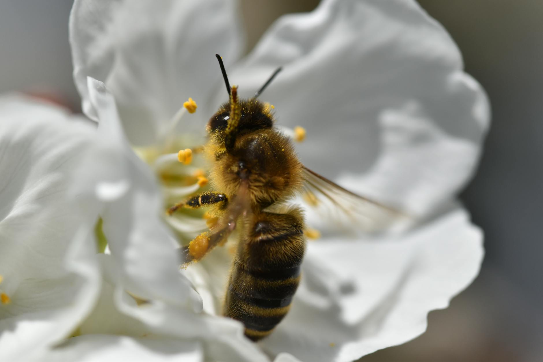 New Bee Species Discovered in Western Australia: A Sweet Surprise | BackZee
