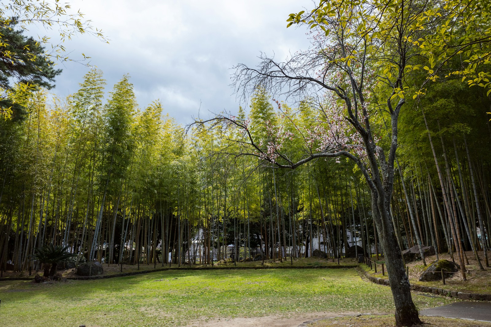 Revolutionary Allergy-Free Poplar Trees Developed by Russian Scient ...